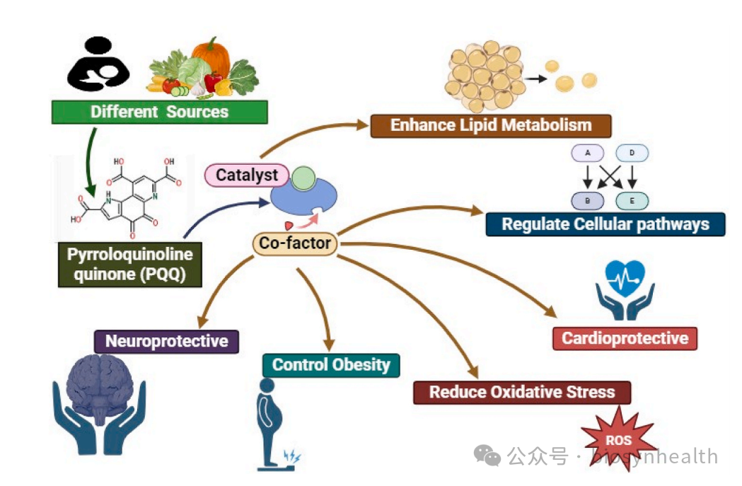 Unlocking the 9 Key Mechanisms of PQQ - NuGene Pharma for Health